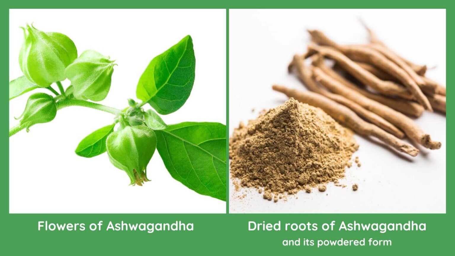 Ashwagandha: Exploring the Ayurvedic Herb's Benefits & Uses
